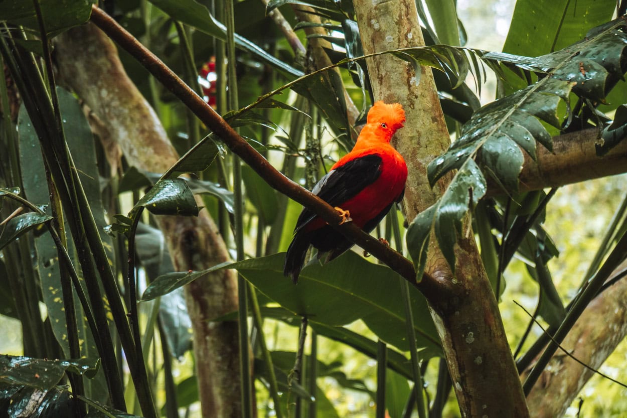 Wat te doen in Jardin in Colombia: 11 leuke tips - Reisplaatje